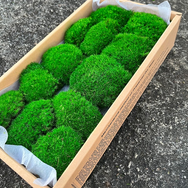 Preserved Moss - Etsy