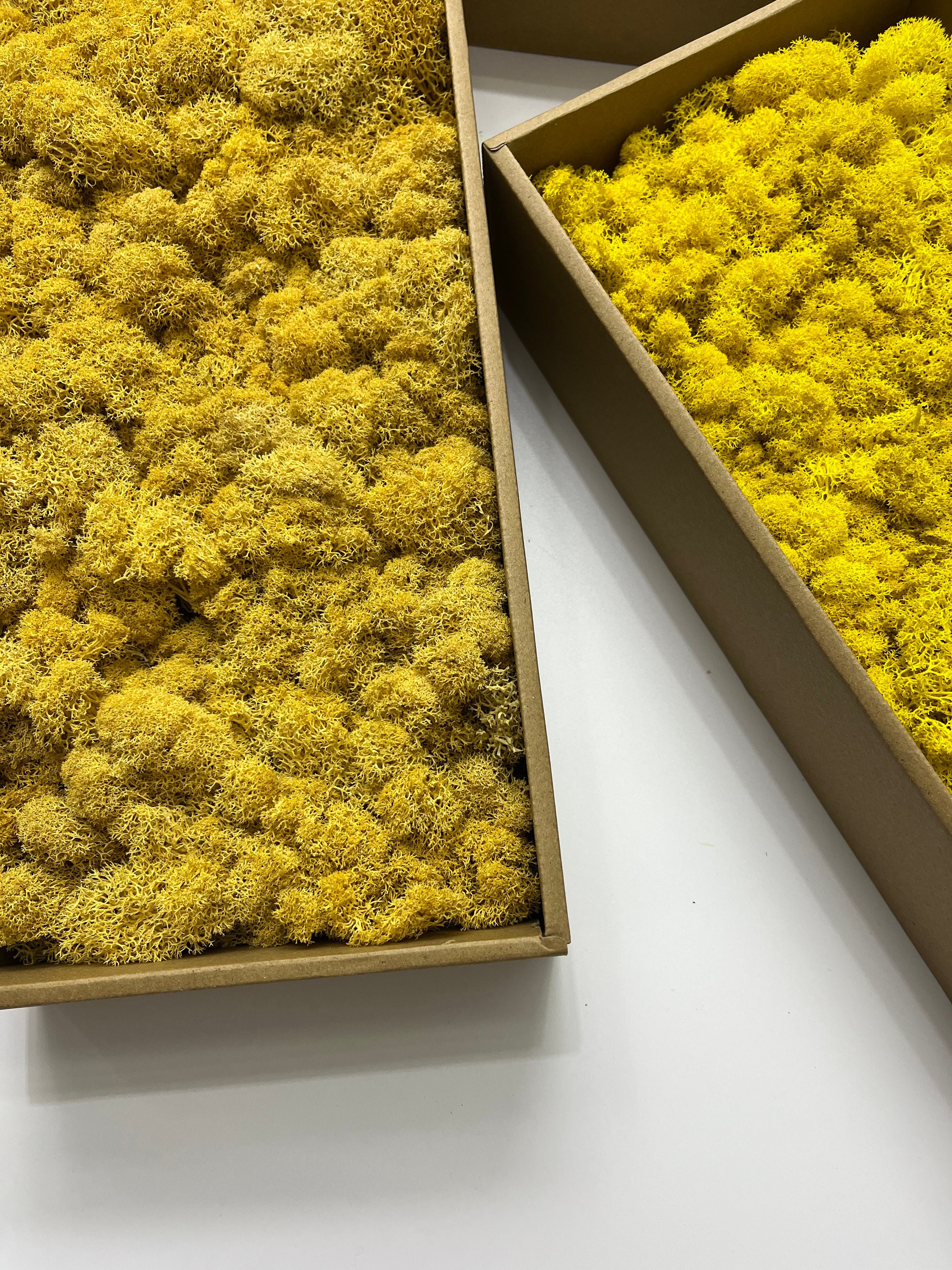 Top Quality Preserved Reindeer Moss, Reindeer Lichen Moss Crafts ...