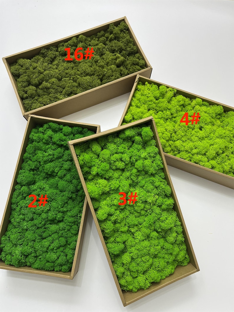 15oz Reindeer Preserved Moss Lichen Moss for Botanical Wall - Etsy