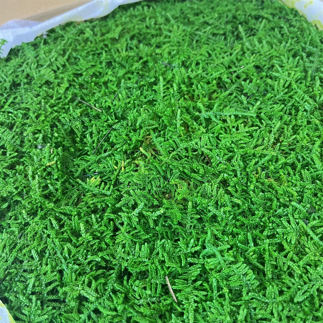 Preserved Flat Sheet Moss: Natural Green Decorative Moss (2sq Ft/box ...