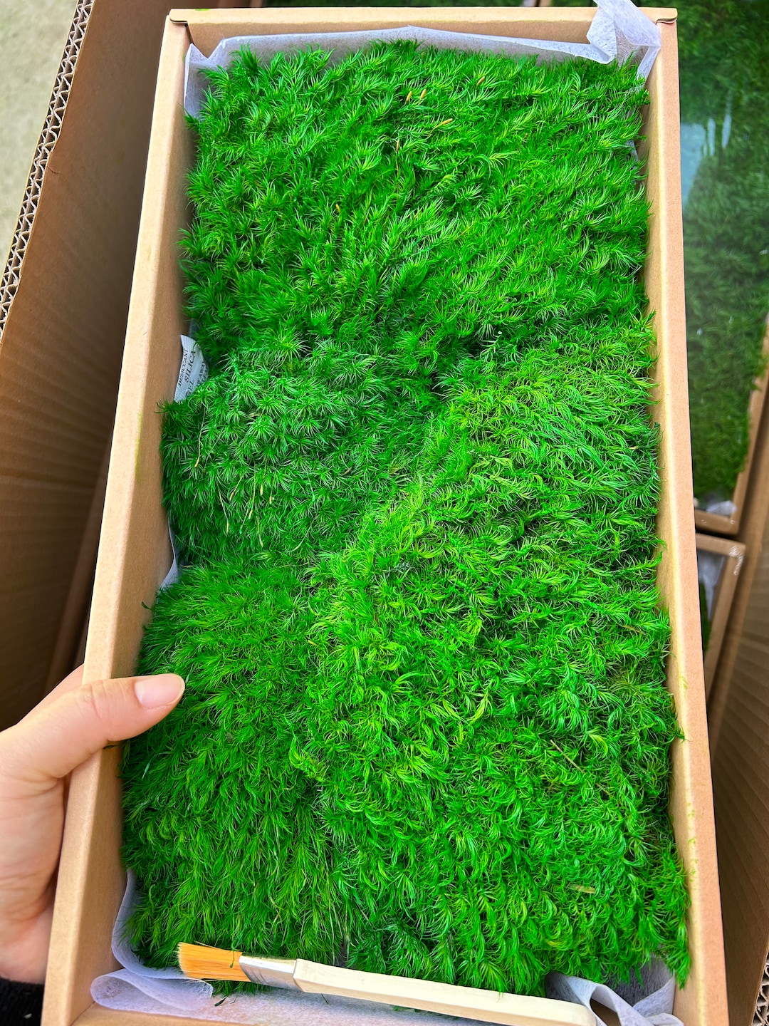 Preserved Wool Moss Cushion: Natural Stabilized Moss for Wall Art - Etsy