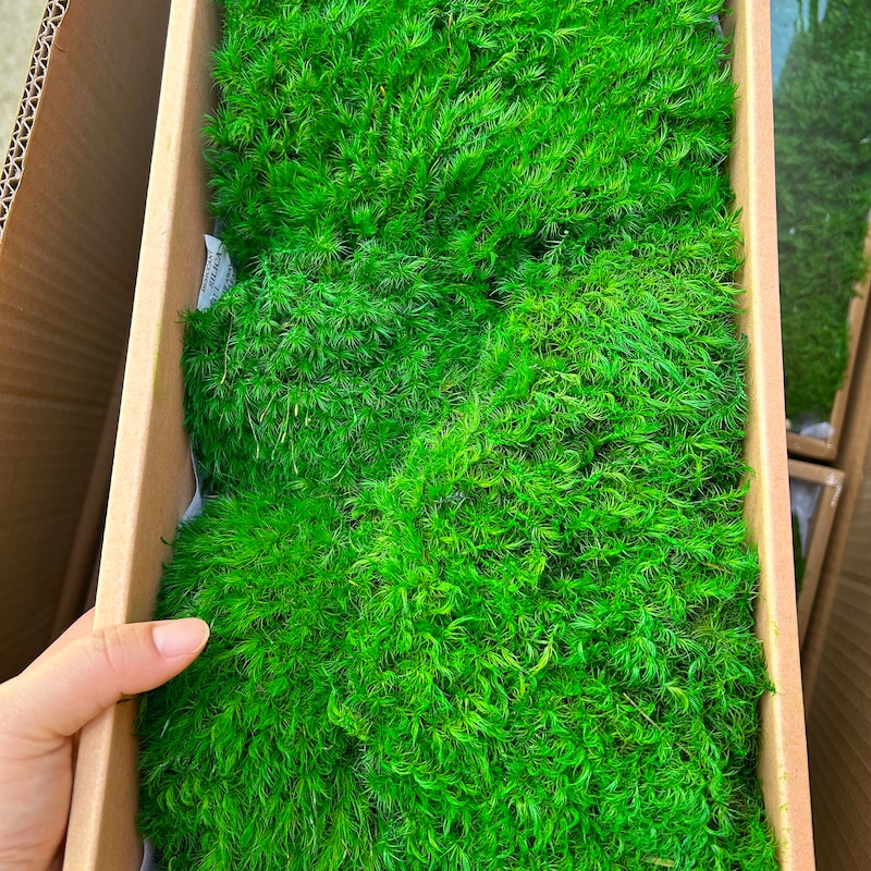 Moss Wall Art - Etsy