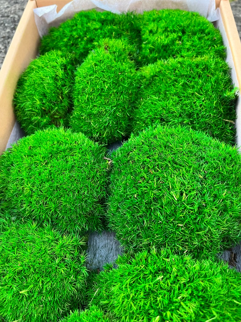 Preserved Pillow Moss: Boutique Bulk Moss for Fairy Gardens ...