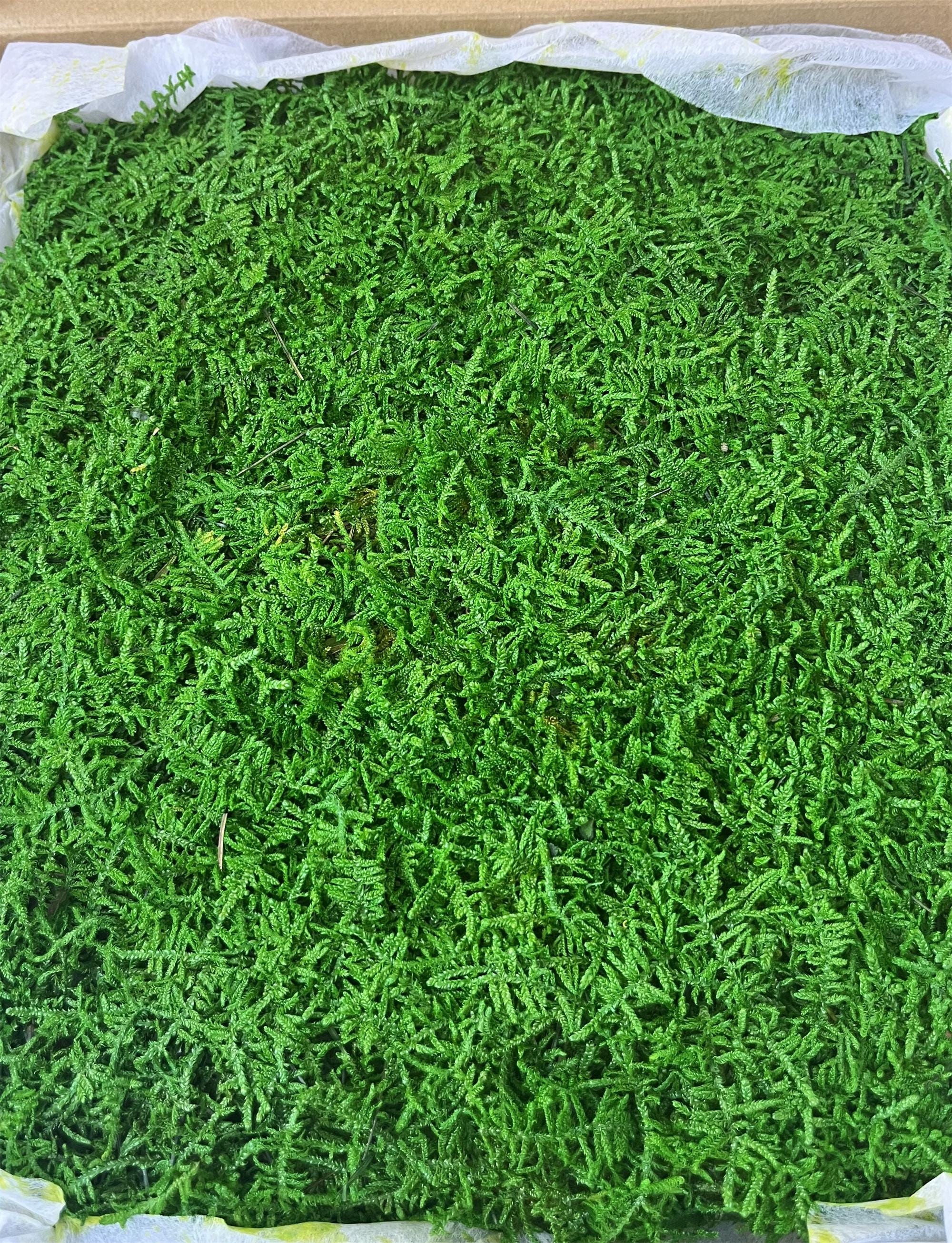 2sq Ft Preserved Sheet Moss: Stabilized Natural Green DIY Craft - Etsy