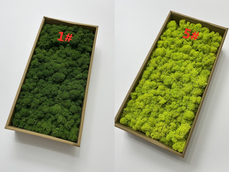 15oz Reindeer Preserved Moss Lichen Moss for Botanical Wall - Etsy