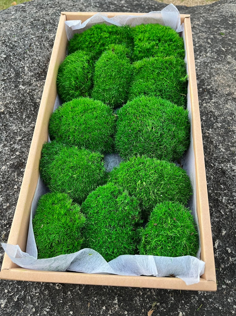 Preserved Pillow Moss: Boutique Bulk Moss for Fairy Gardens ...