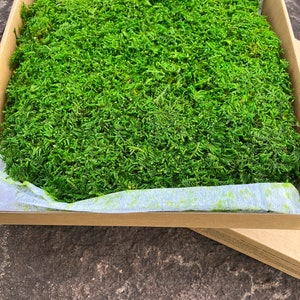 2sq Ft/box Preserved Flat Sheet Moss /wholesale Decorative Natural ...