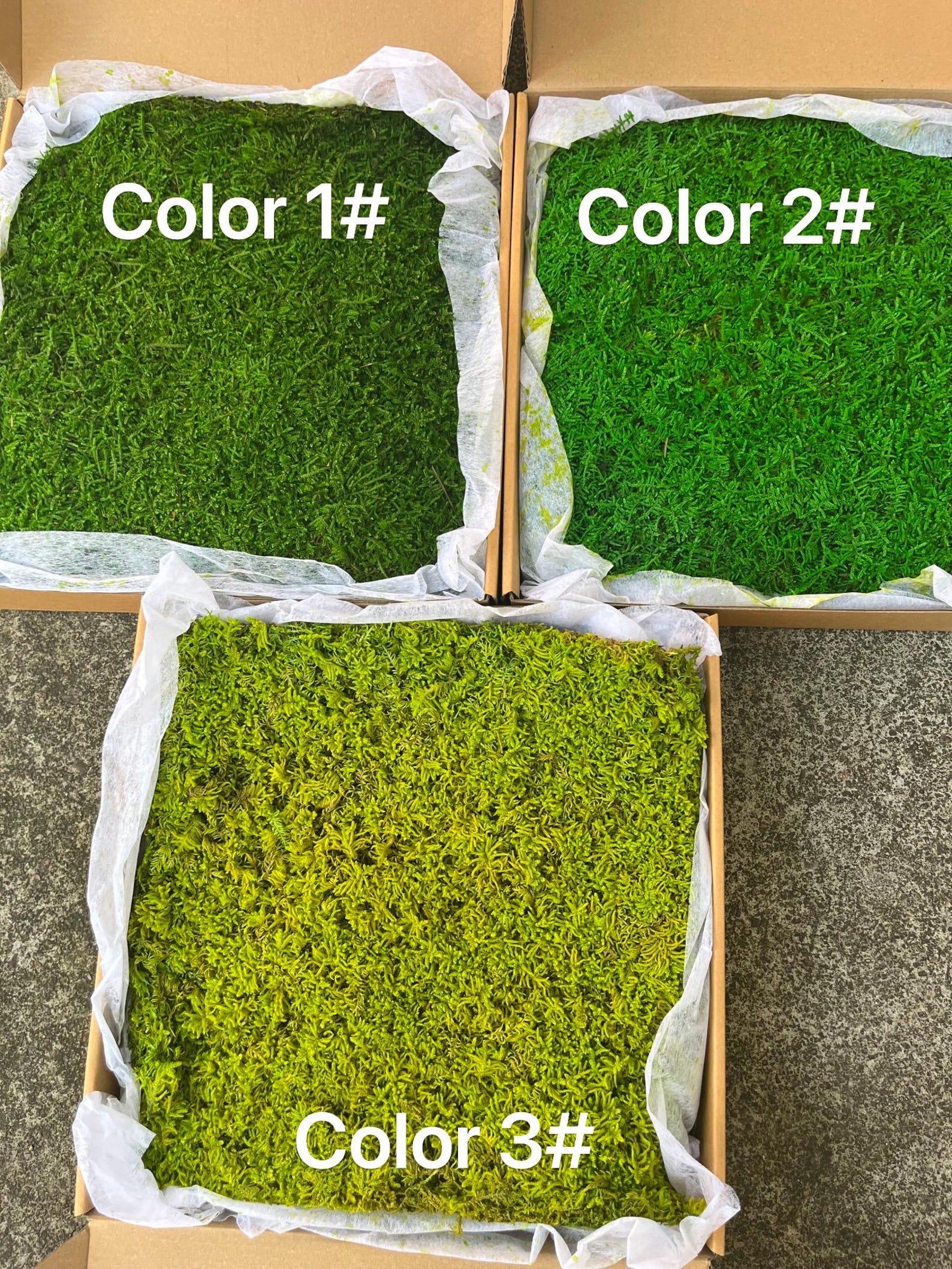 2sq Ft Preserved Sheet Moss: Stabilized Natural Green DIY Craft - Etsy
