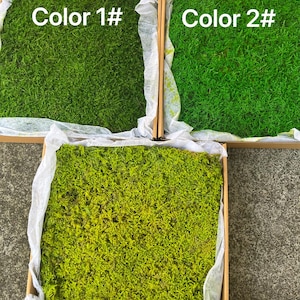 2sq Ft Preserved Sheet Moss: Stabilized Natural Green DIY Craft - Etsy