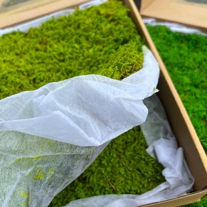 2sq Ft/box Preserved Flat Sheet Moss /wholesale Decorative Natural ...