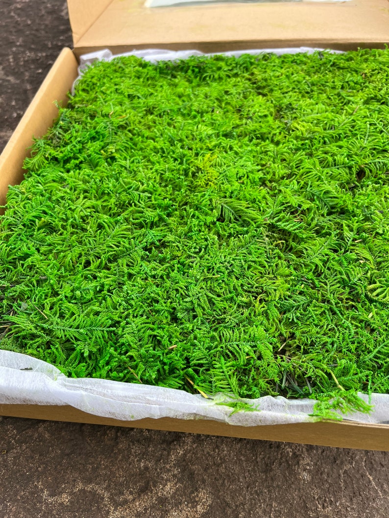 2sq Ft Preserved Sheet Moss: Stabilized Natural Green DIY Craft - Etsy