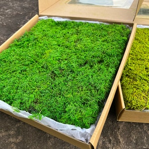 2sq Ft/box Preserved Flat Sheet Moss /wholesale Decorative Natural ...