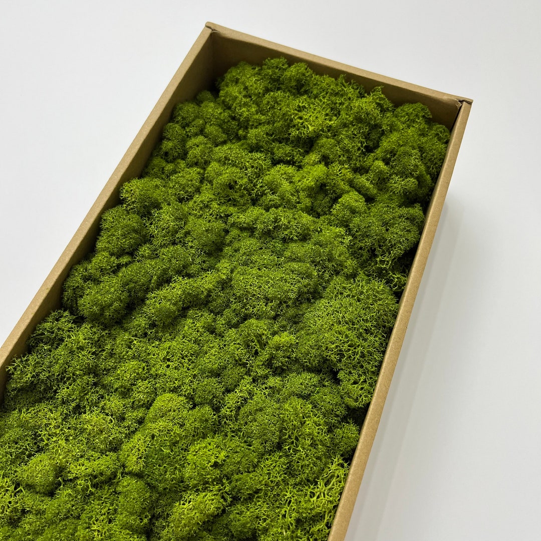 Reindeer Moss - Preserved Real Moss for Crafts Terrariums Decor ...