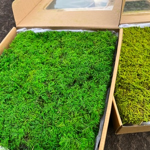 2sq Ft/box Preserved Flat Sheet Moss /wholesale Decorative Natural ...