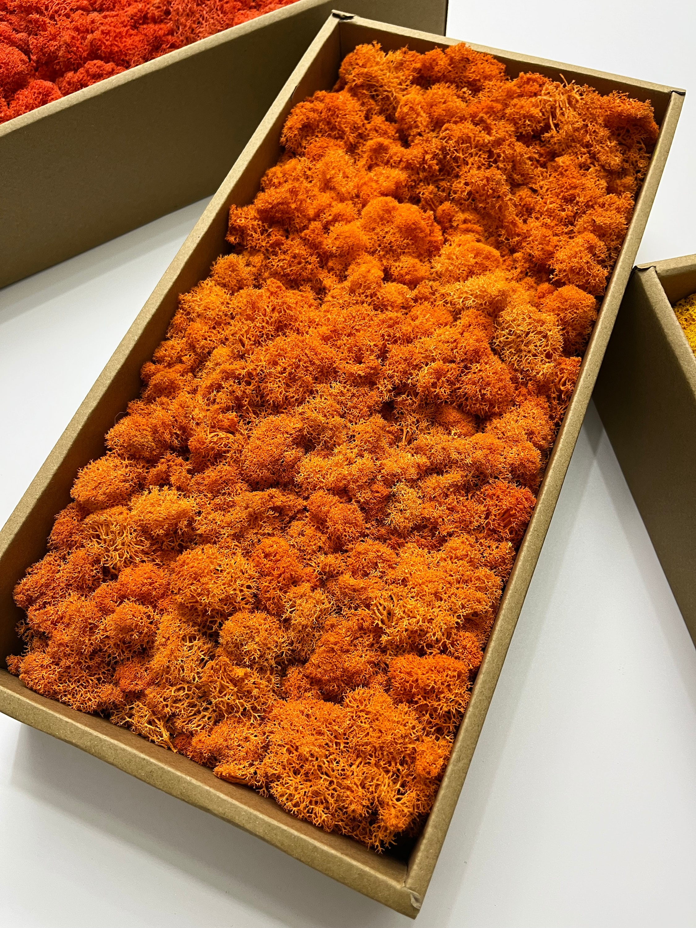 Top Quality Preserved Reindeer Moss, Reindeer Lichen Moss Crafts ...