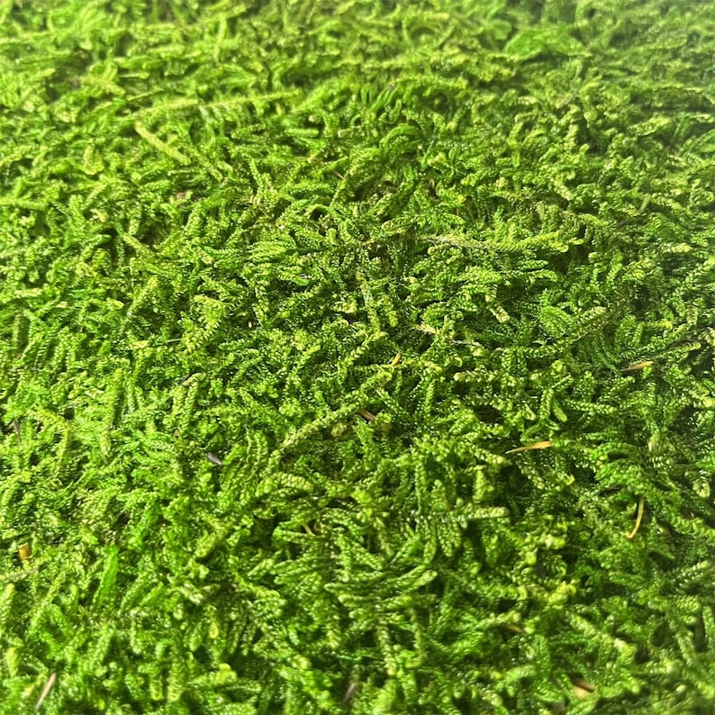 2sq Ft Preserved Sheet Moss: Stabilized Natural Green DIY Craft - Etsy