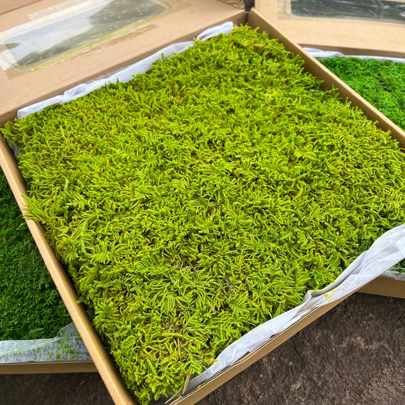 Moss Art Vertical Lichen - Etsy