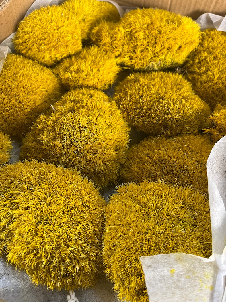 Preserved Pillow Moss: Boutique Bulk Moss for Fairy Gardens ...