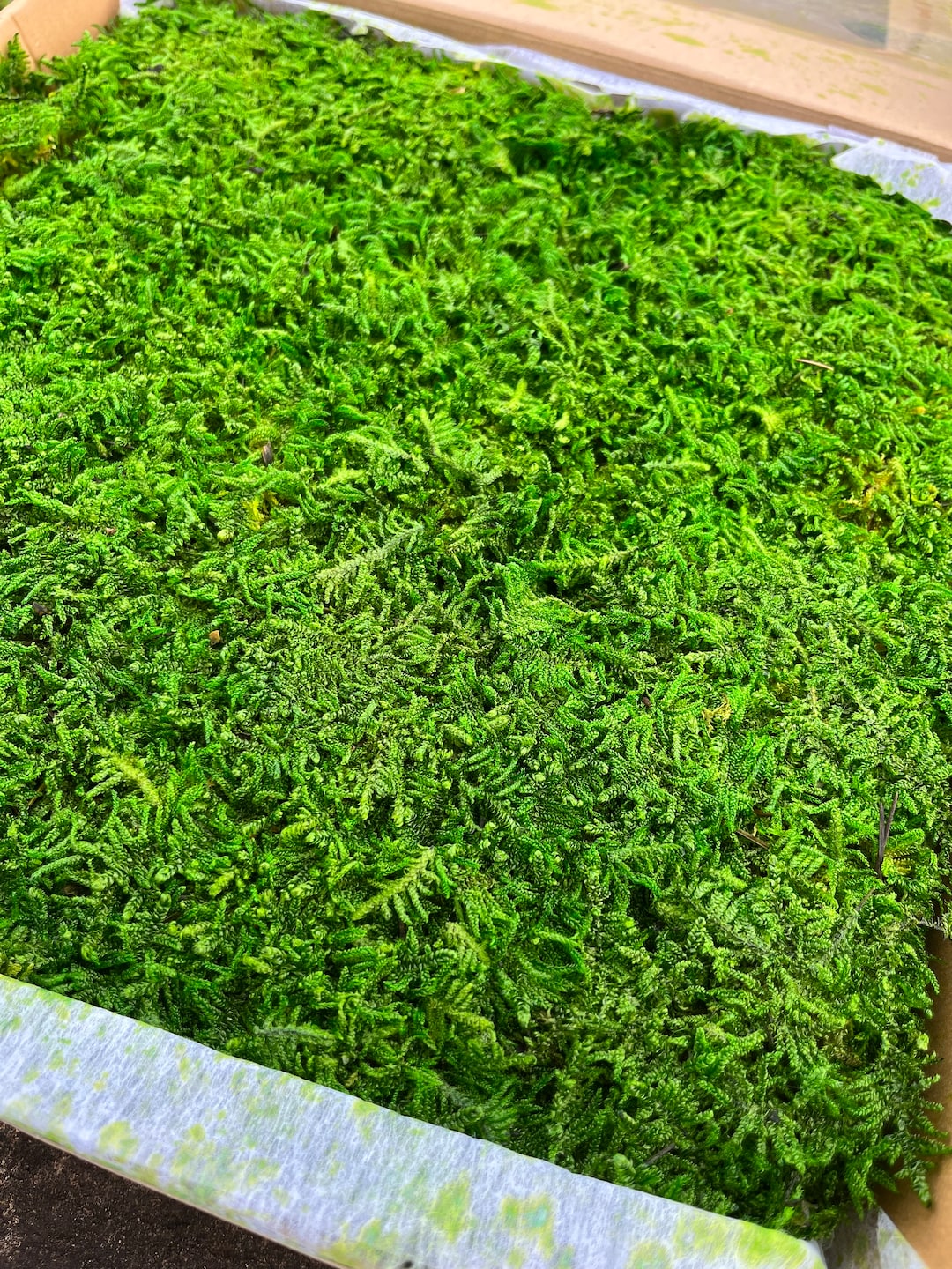 Forest / Flat Moss | Natural Green | Premium Preserved Carpet Moss ...