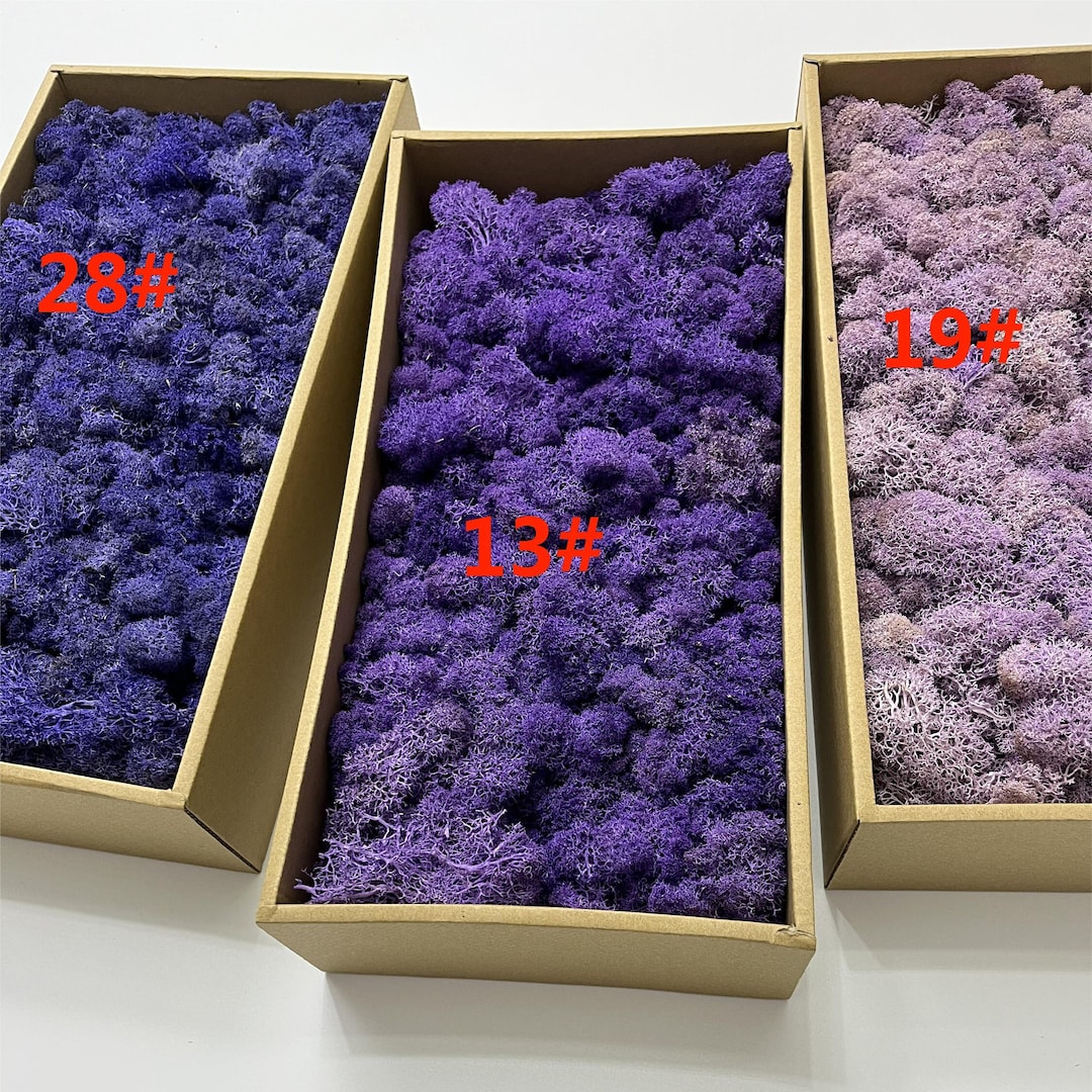 15oz Preserved Reindeer Moss: Natural Lichen, Craft & Wall Decor - Etsy