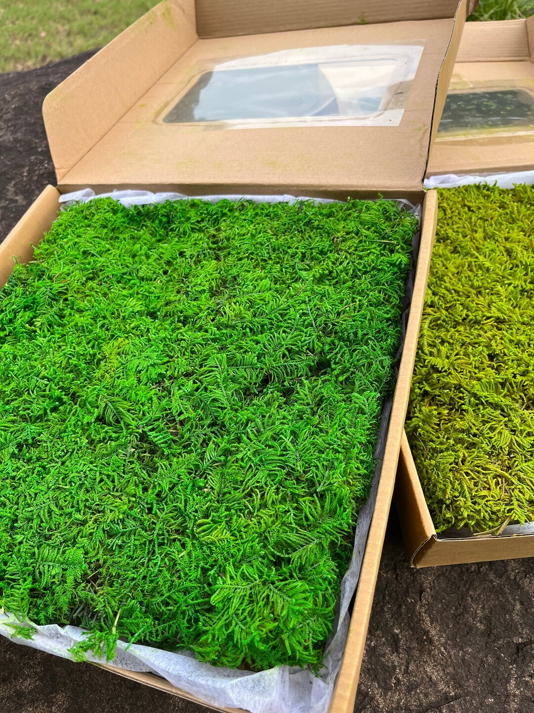 Preserved Sheet Moss: DIY Fairy Garden Greenery - Etsy