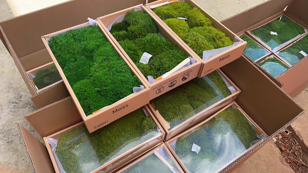 Natural Preserved Wool Pole Moss, Terrarium Moss, Cushion Moss Balls ...