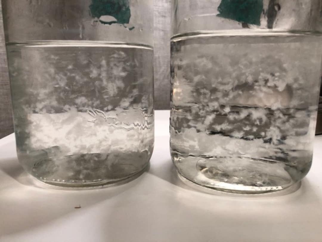 3 Lions Mane Liquid Culture 10 CC Syringes - Etsy