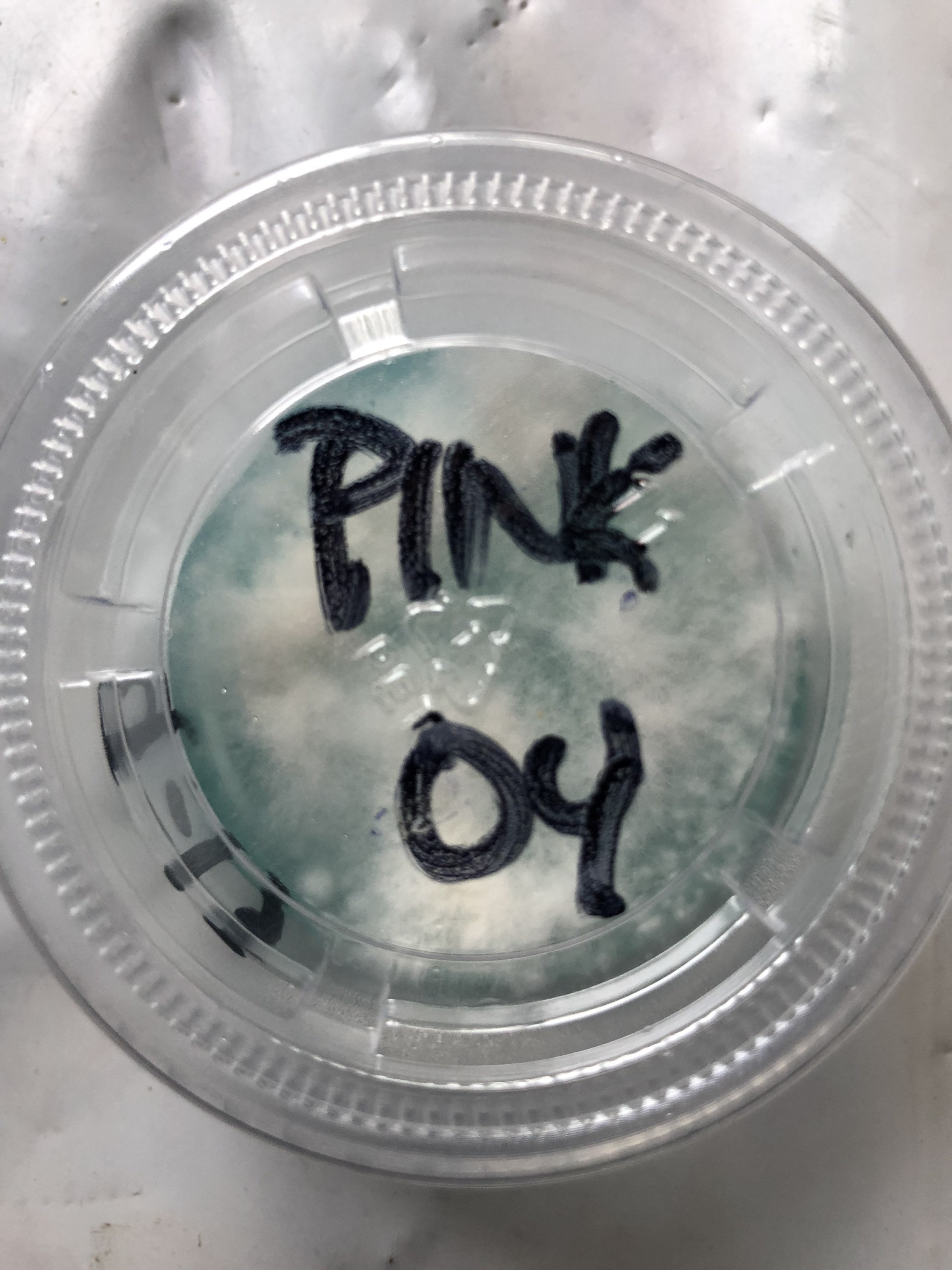 PINK Oyster Mycelium in a 2oz K Cup - Etsy