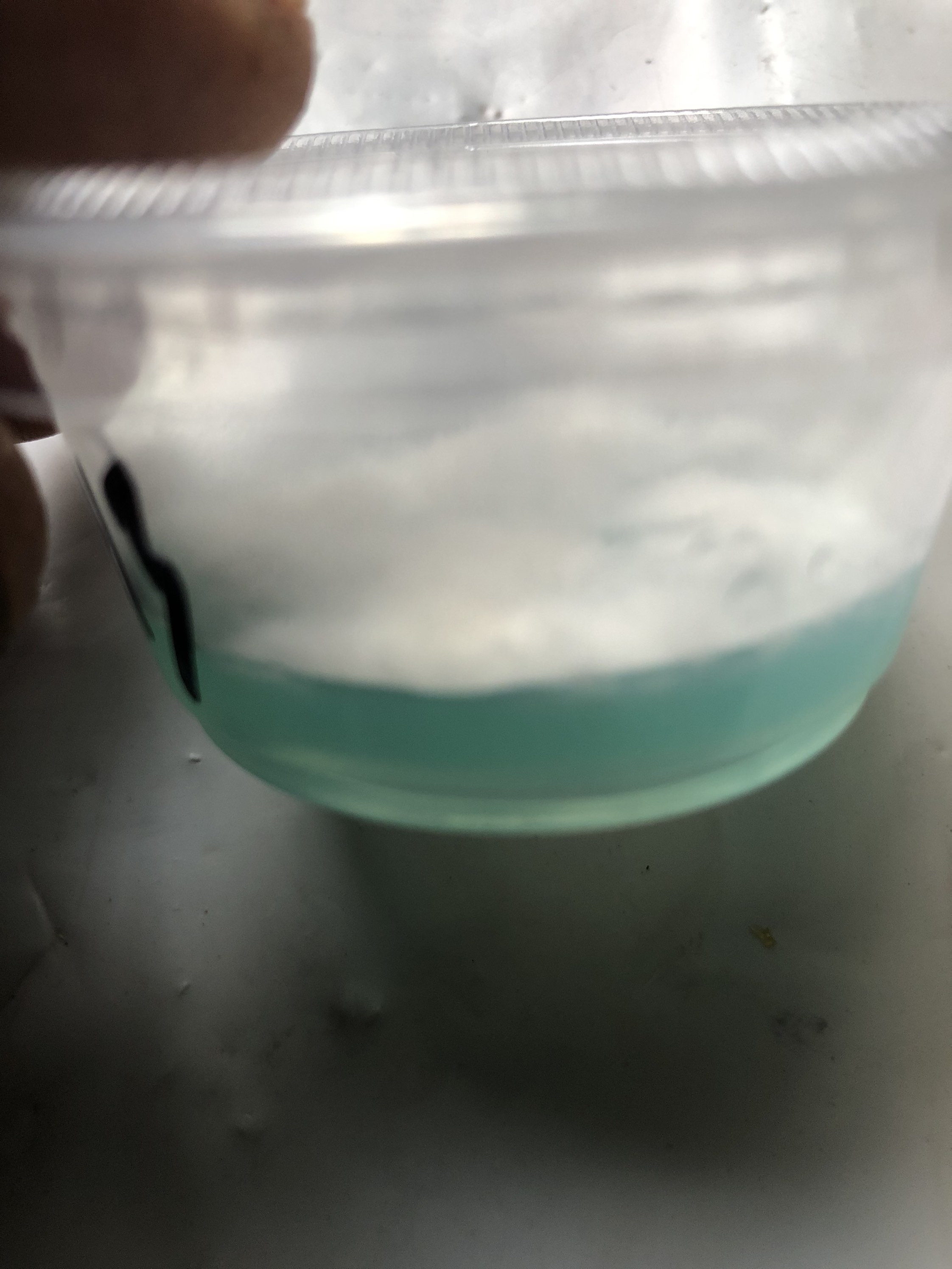 PINK Oyster Mycelium in a 2oz K Cup - Etsy