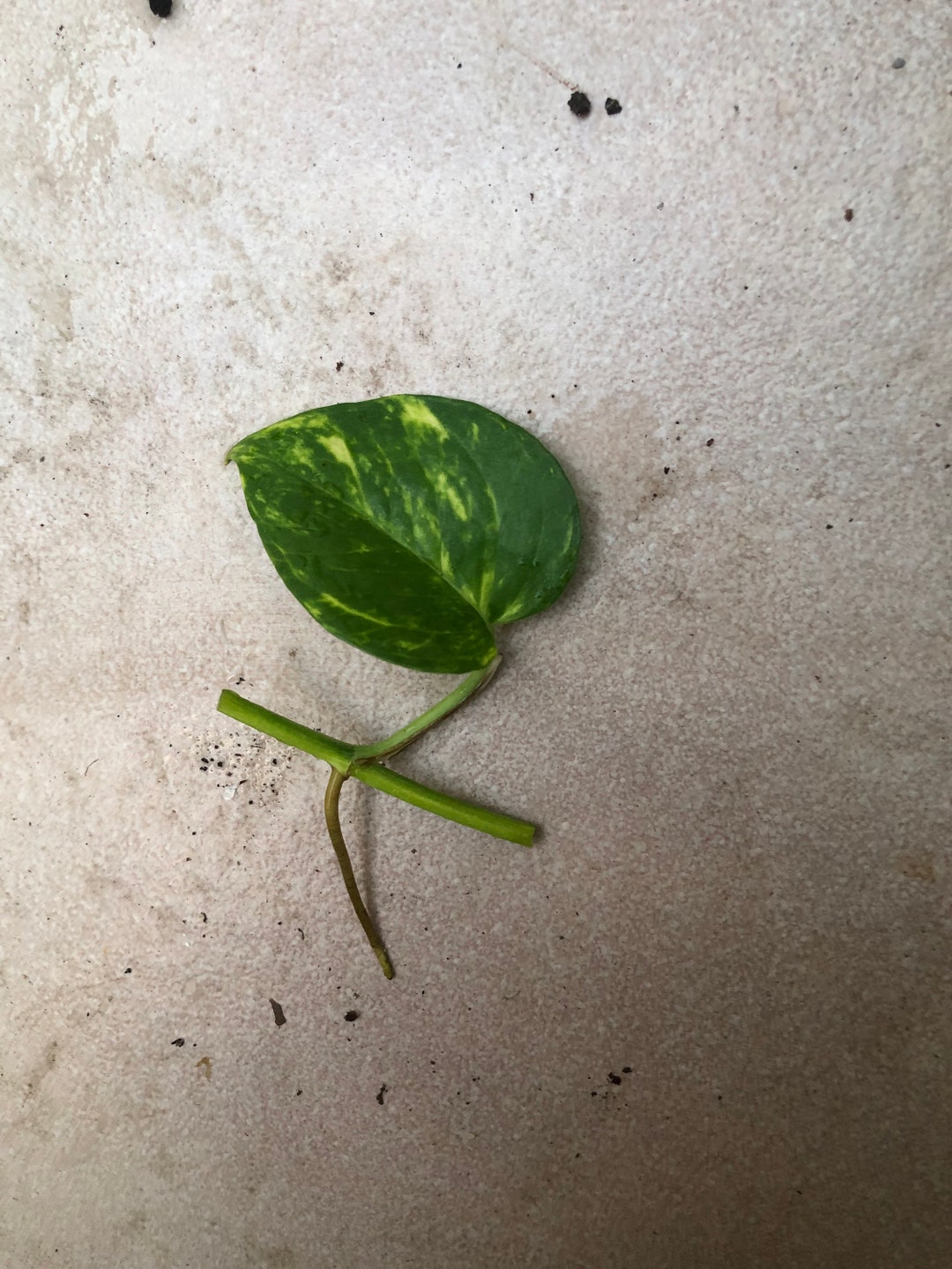 Variegated Golden Pothos Rooted Cutting - Etsy