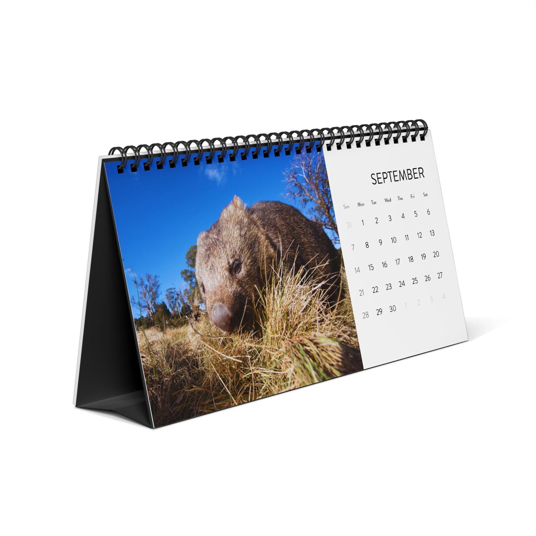 Wombat Desk Calendar 2025 - Etsy