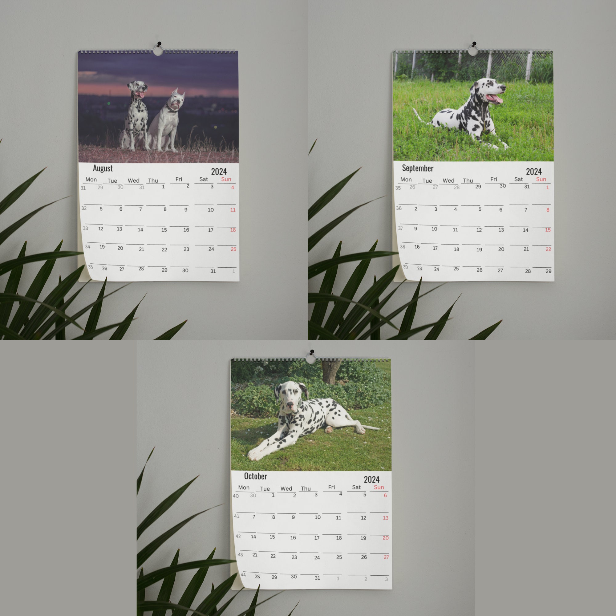 Dalmatians Wall Calendar 2024 - Etsy