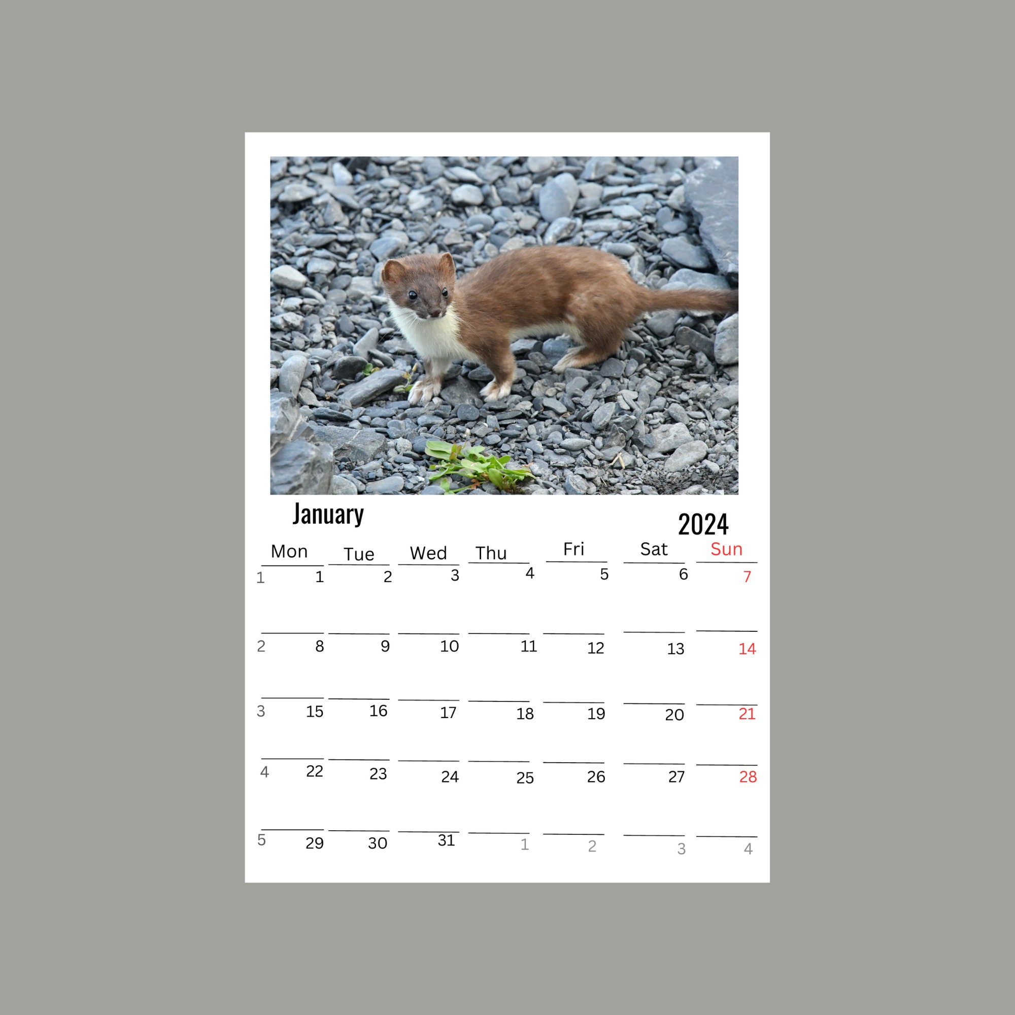 Weasel Wall Calendar 2024 - Etsy