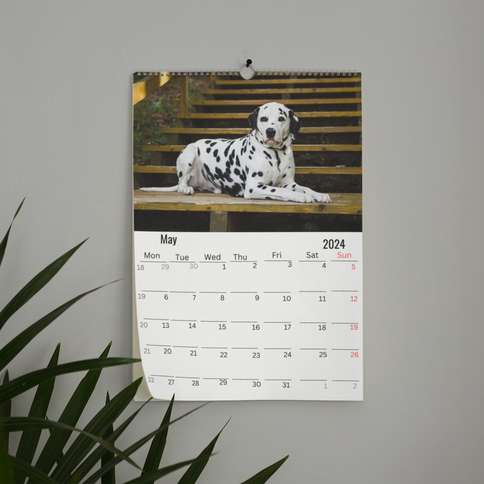 Dalmatians Wall Calendar 2024 - Etsy