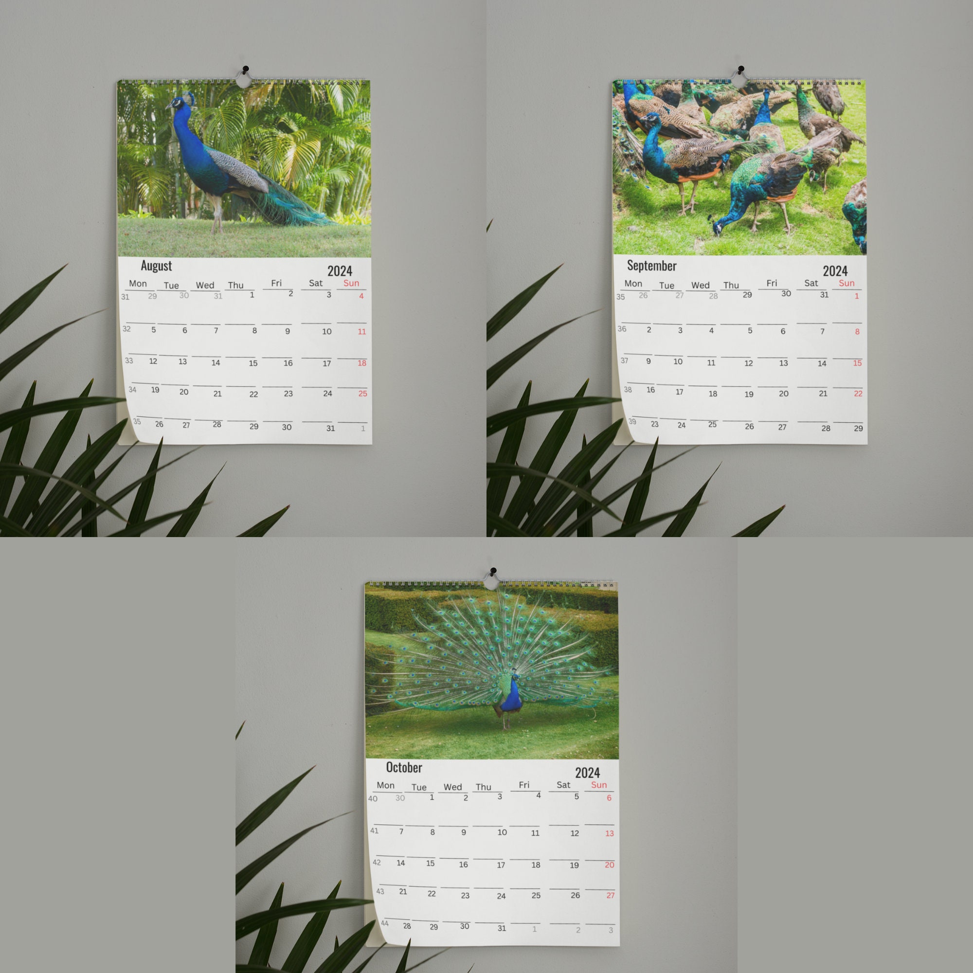 Peacock Wall Calendar 2024 - Etsy