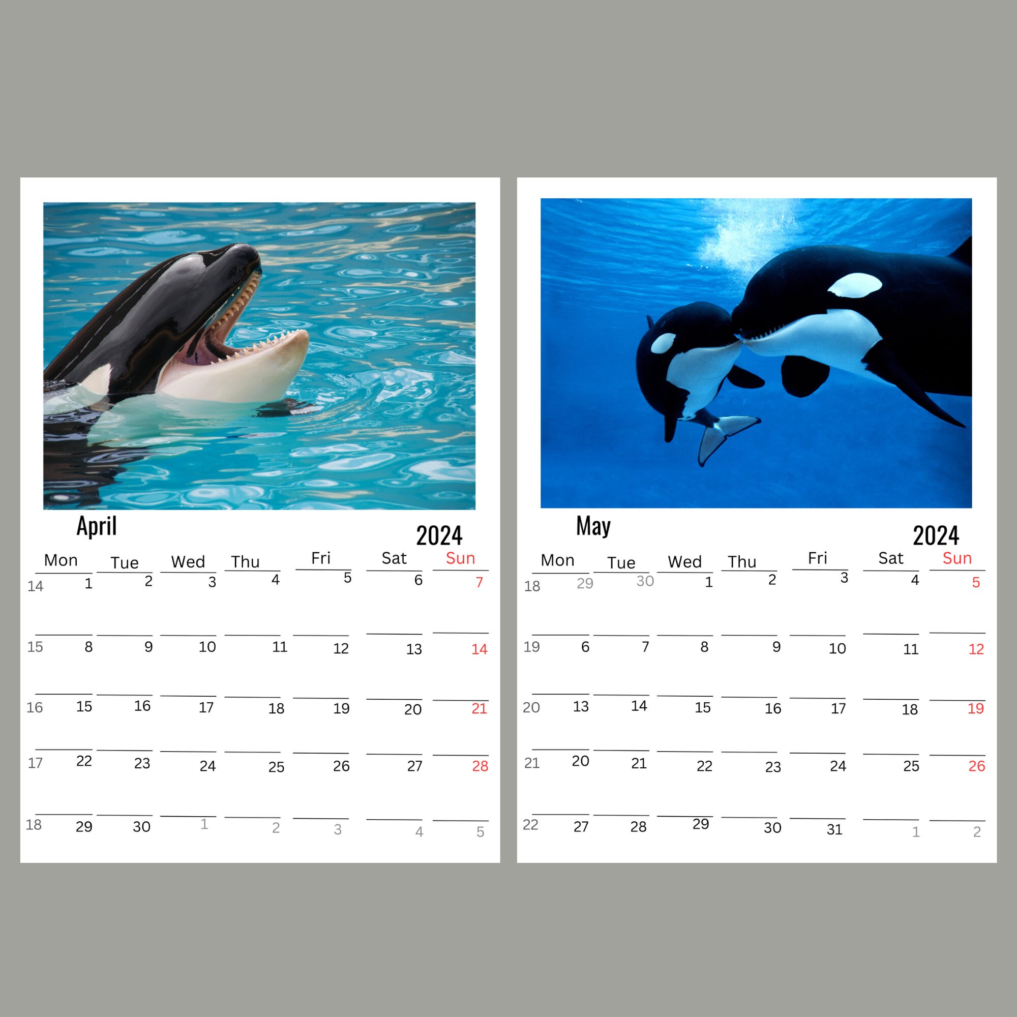 Orca Wall Calendar 2024 - Etsy