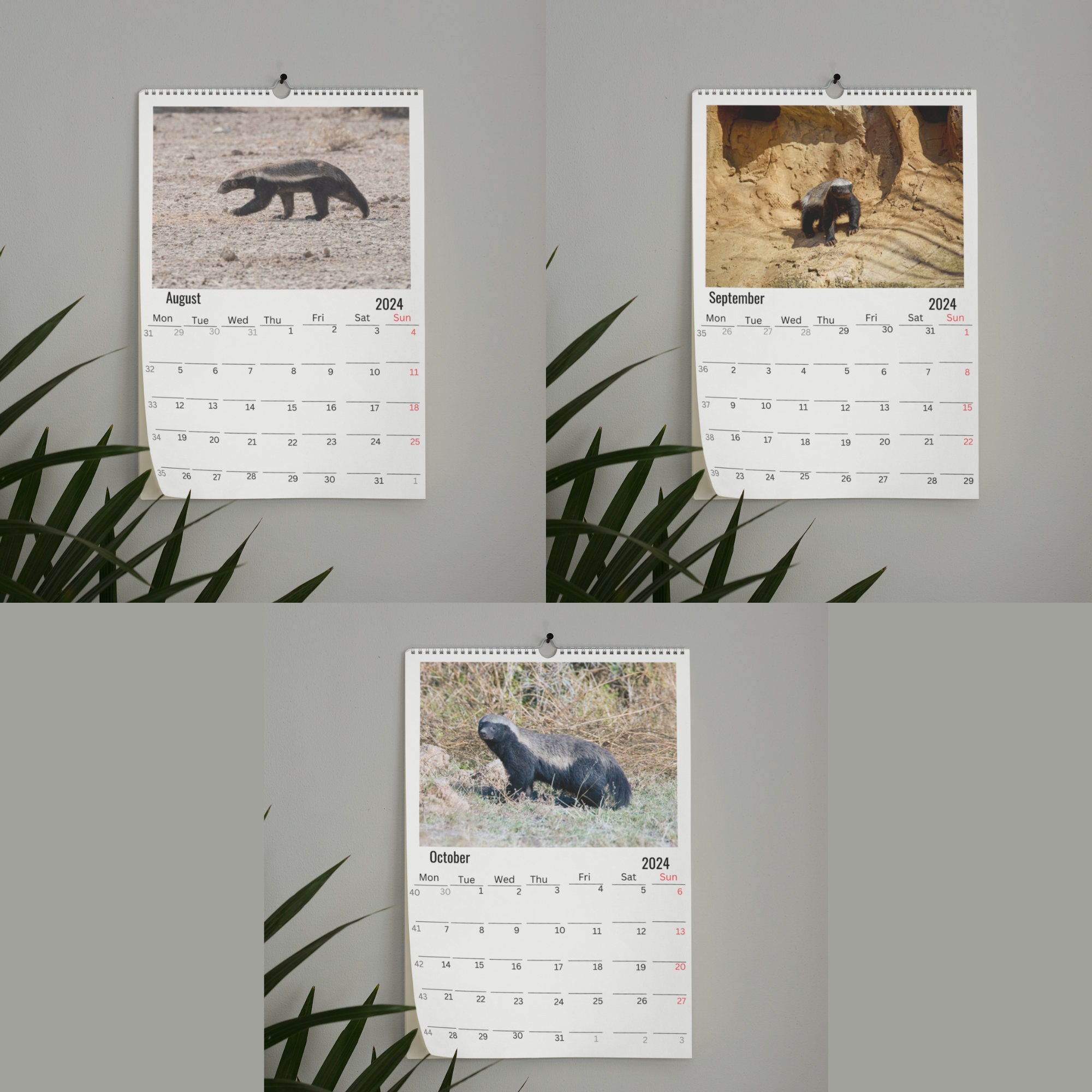 Honey Badger Wall Calendar 2024 - Etsy
