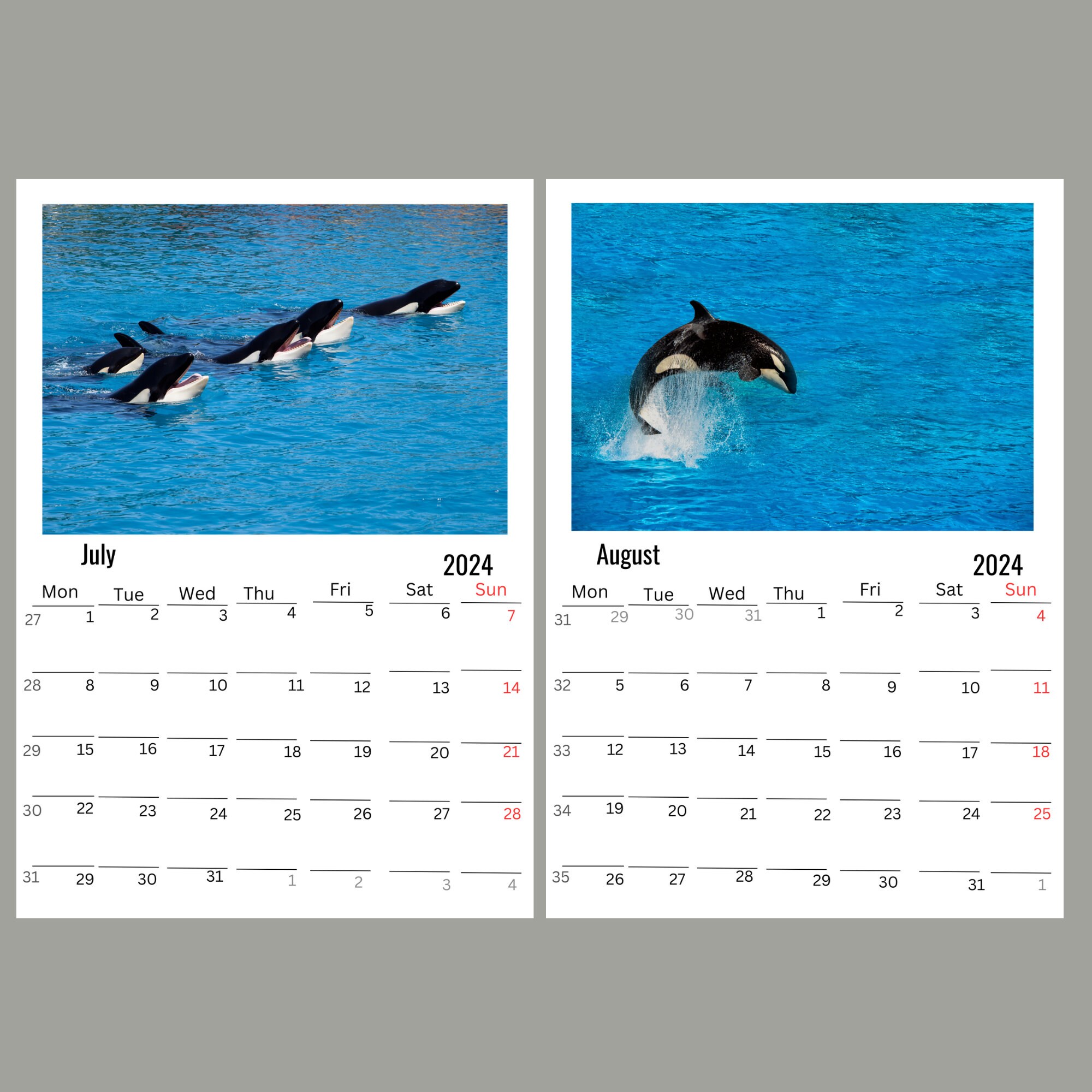 Orca Wall Calendar 2024 - Etsy