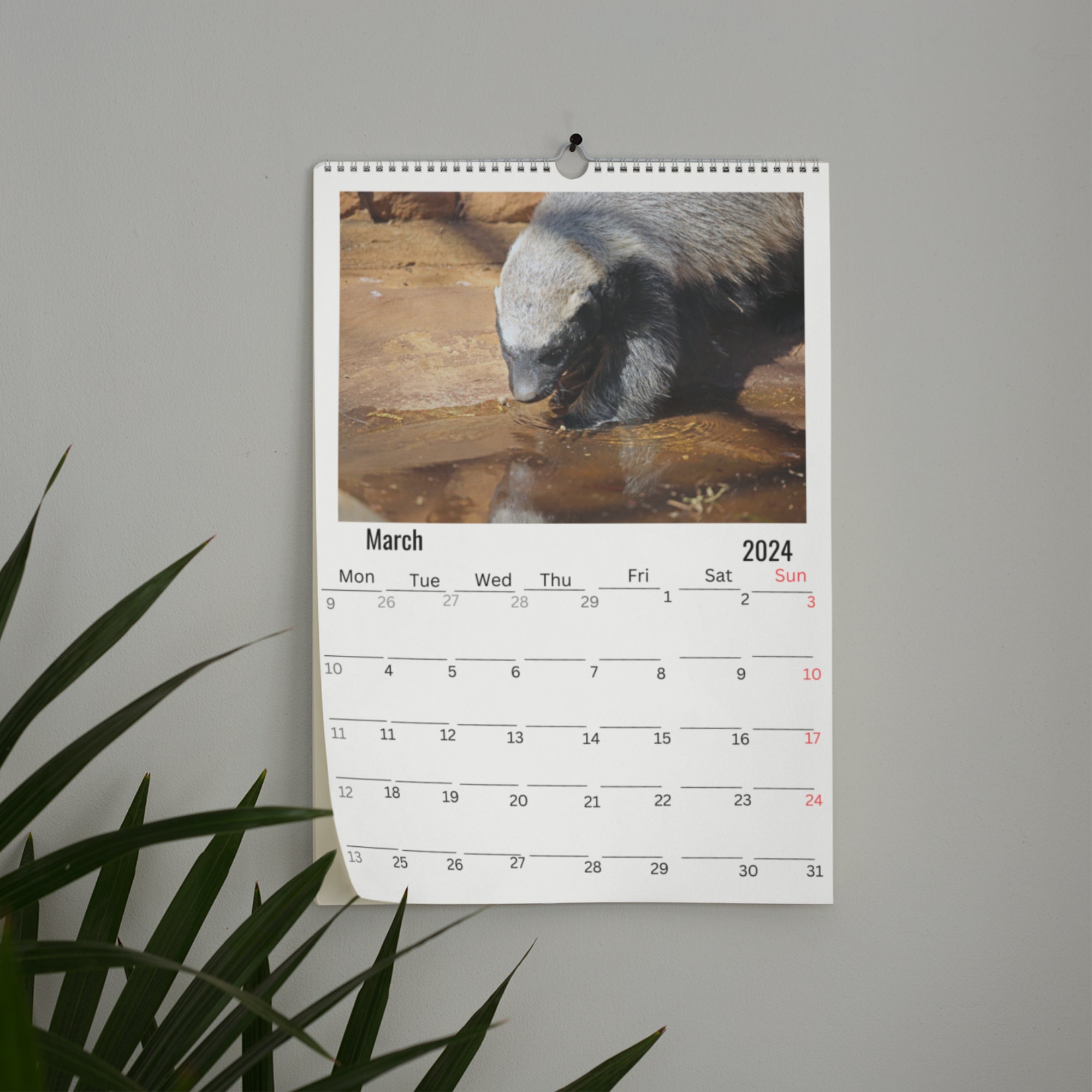 Honey Badger Wall Calendar 2024 - Etsy