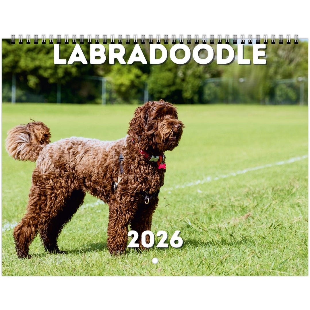 Labradoodle Wall Calendar 2026 - Etsy