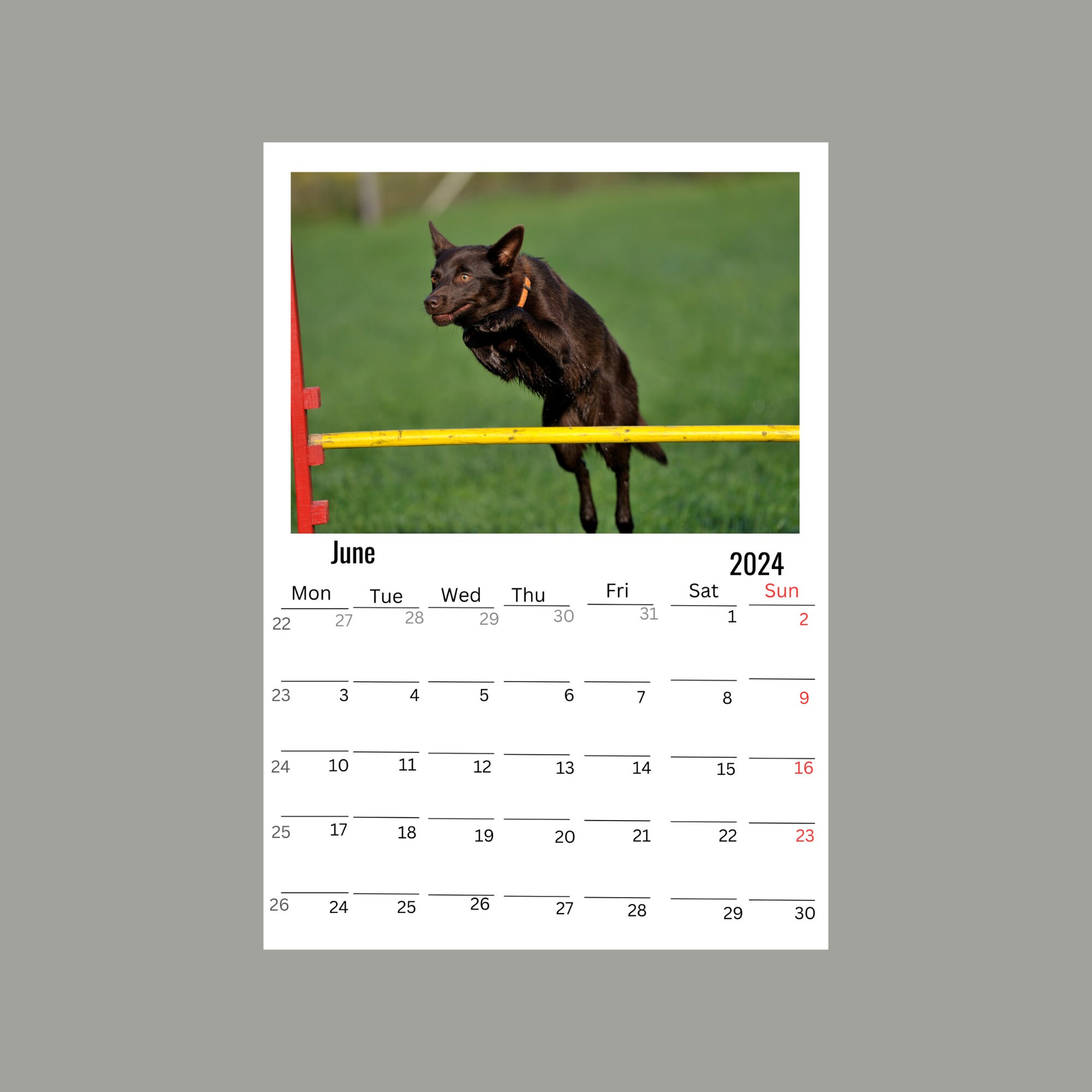 Australian Kelpie Wall Calendar 2024 - Etsy