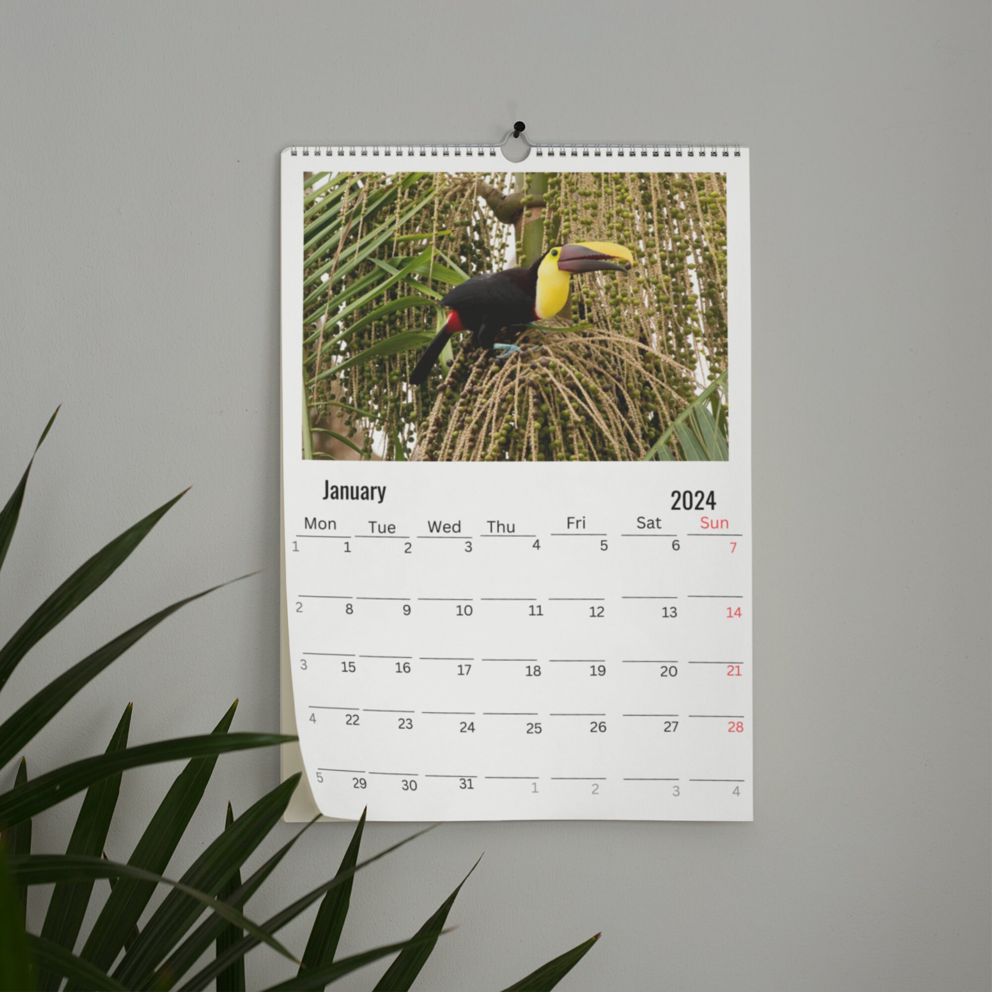 Toucan Wall Calendar 2024 - Etsy