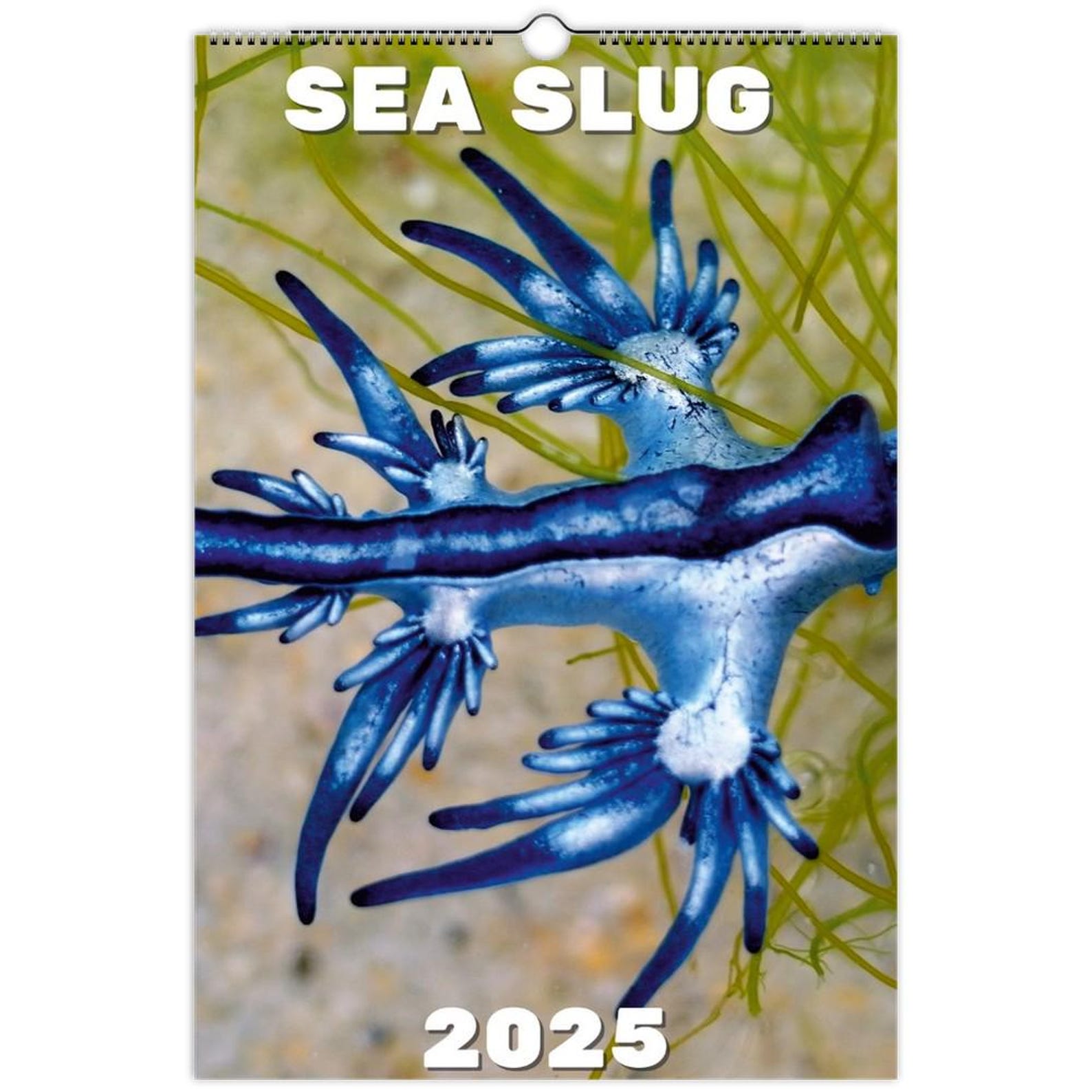 Sea Slug Wall Calendar 2025 - Etsy
