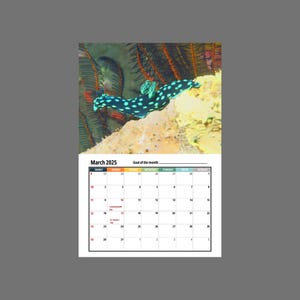 Sea Slug Wall Calendar 2025 - Etsy