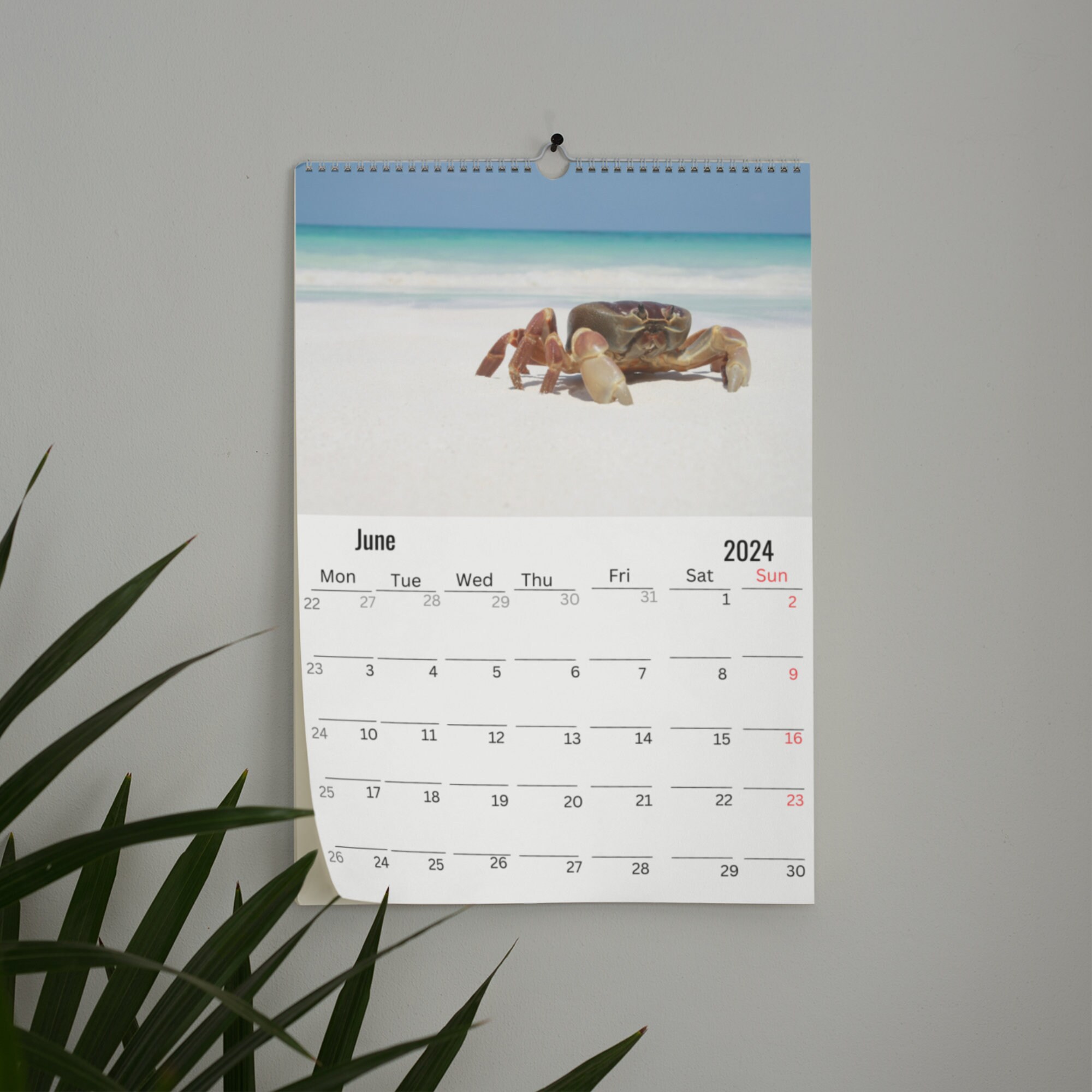 Crabs Wall Calendar 2024 - Etsy