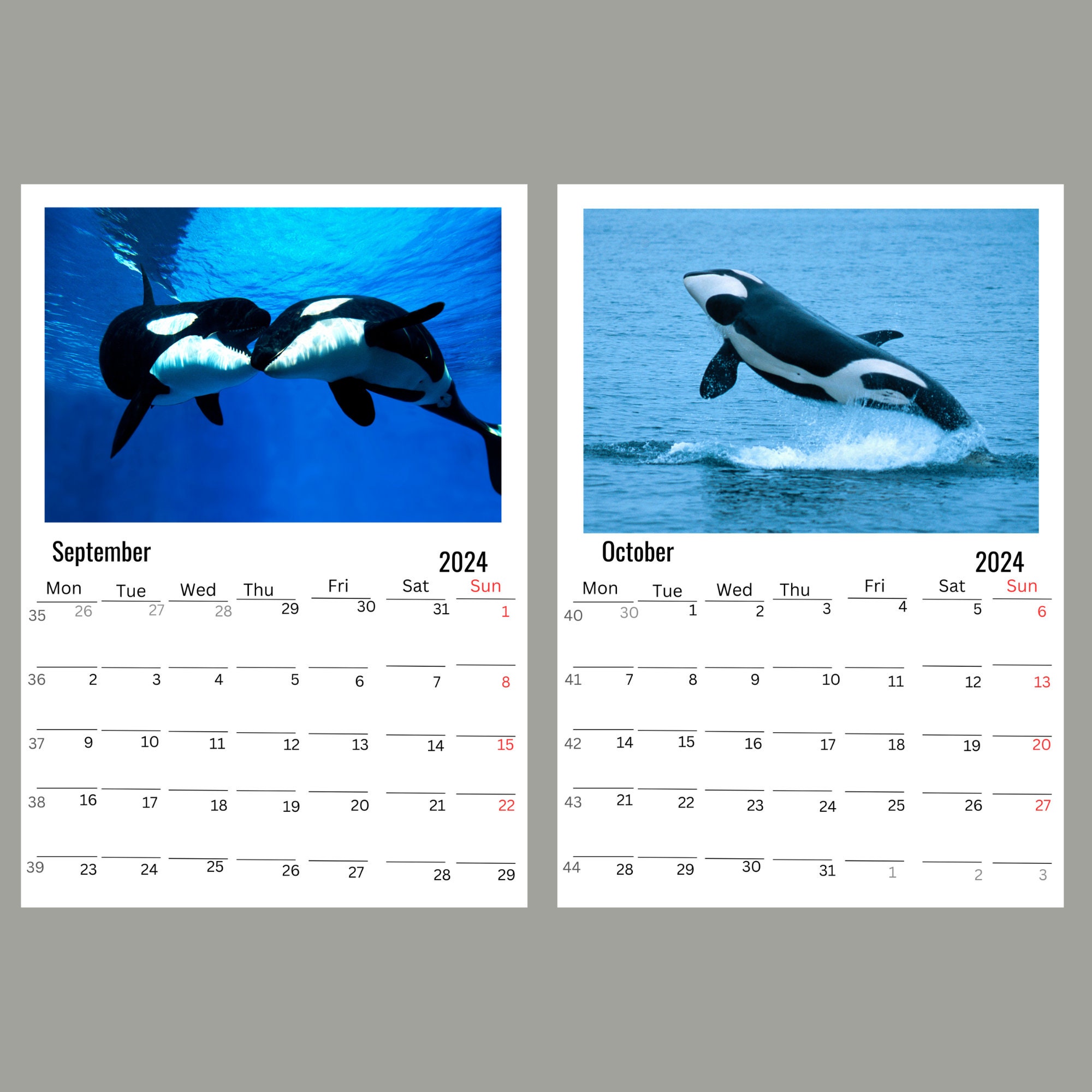 Orca Wall Calendar 2024 - Etsy