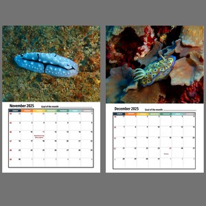 Sea Slug Wall Calendar 2025 - Etsy