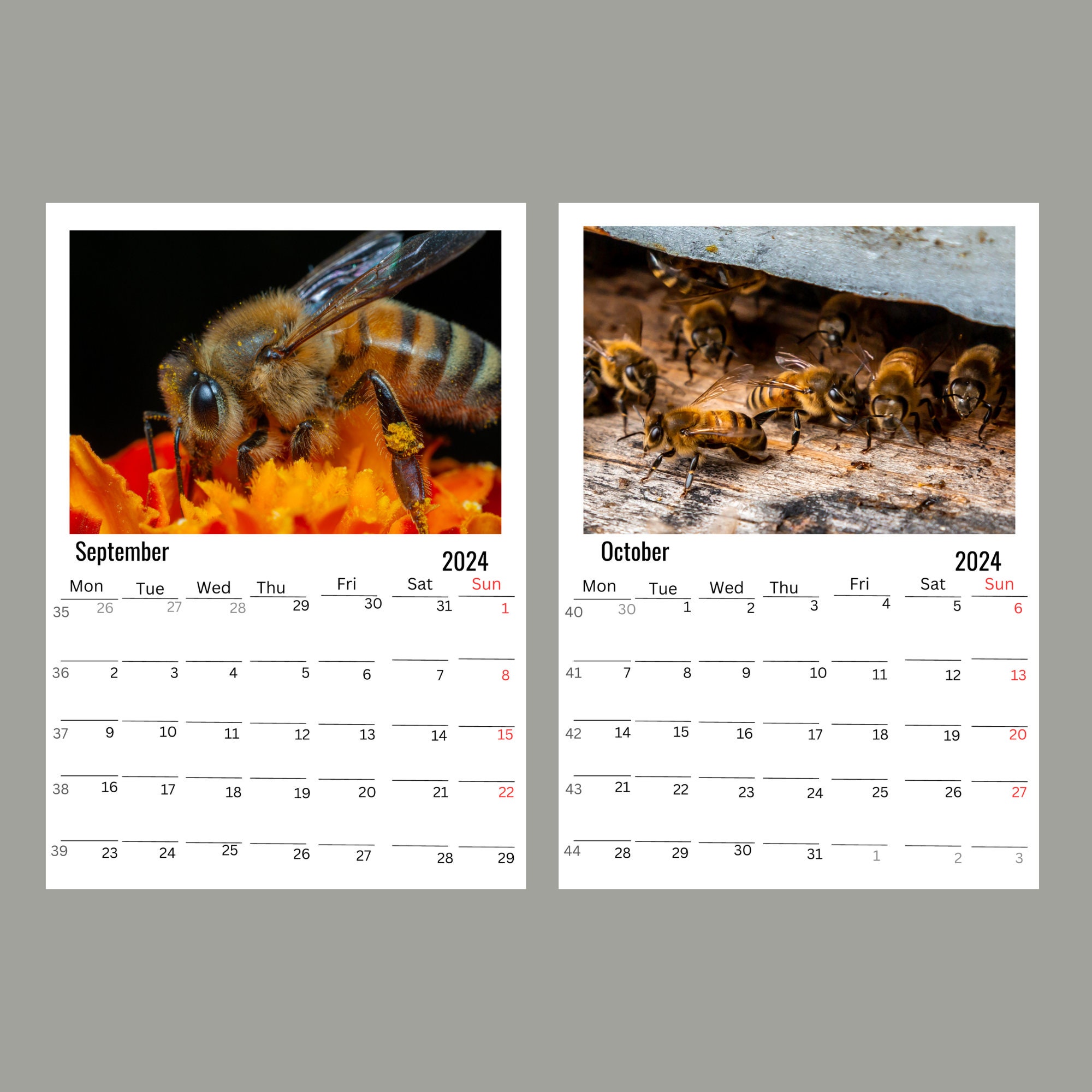 Bee Wall Calendar 2024 - Etsy