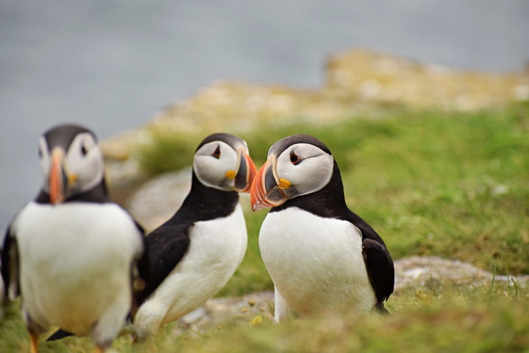 3 Little Puffins - Etsy