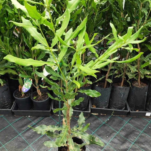 Nut Tree Plant - Etsy